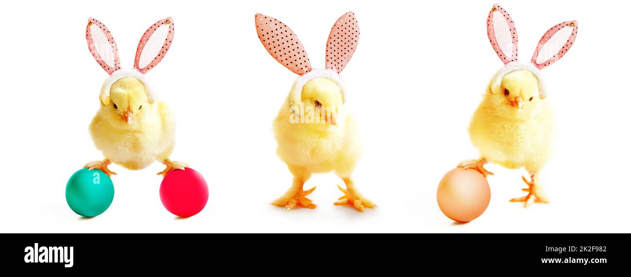 Little cute newborn baby chick for Easter celebration Stock Photo - Alamy