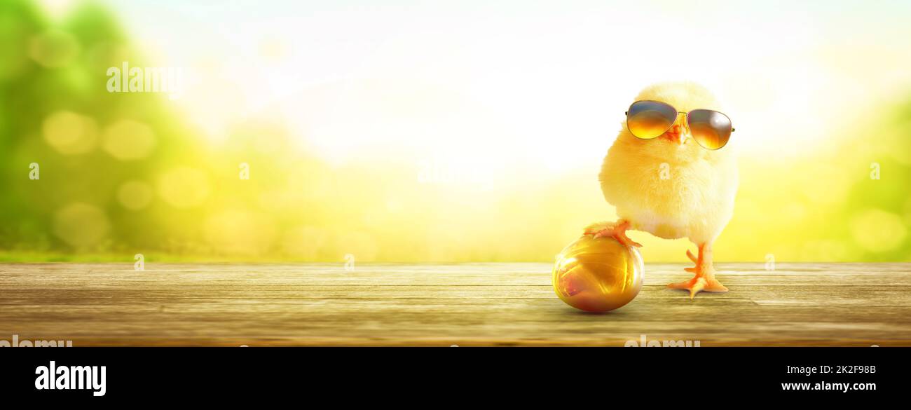 Cute Baby Chicken Wallpaper
