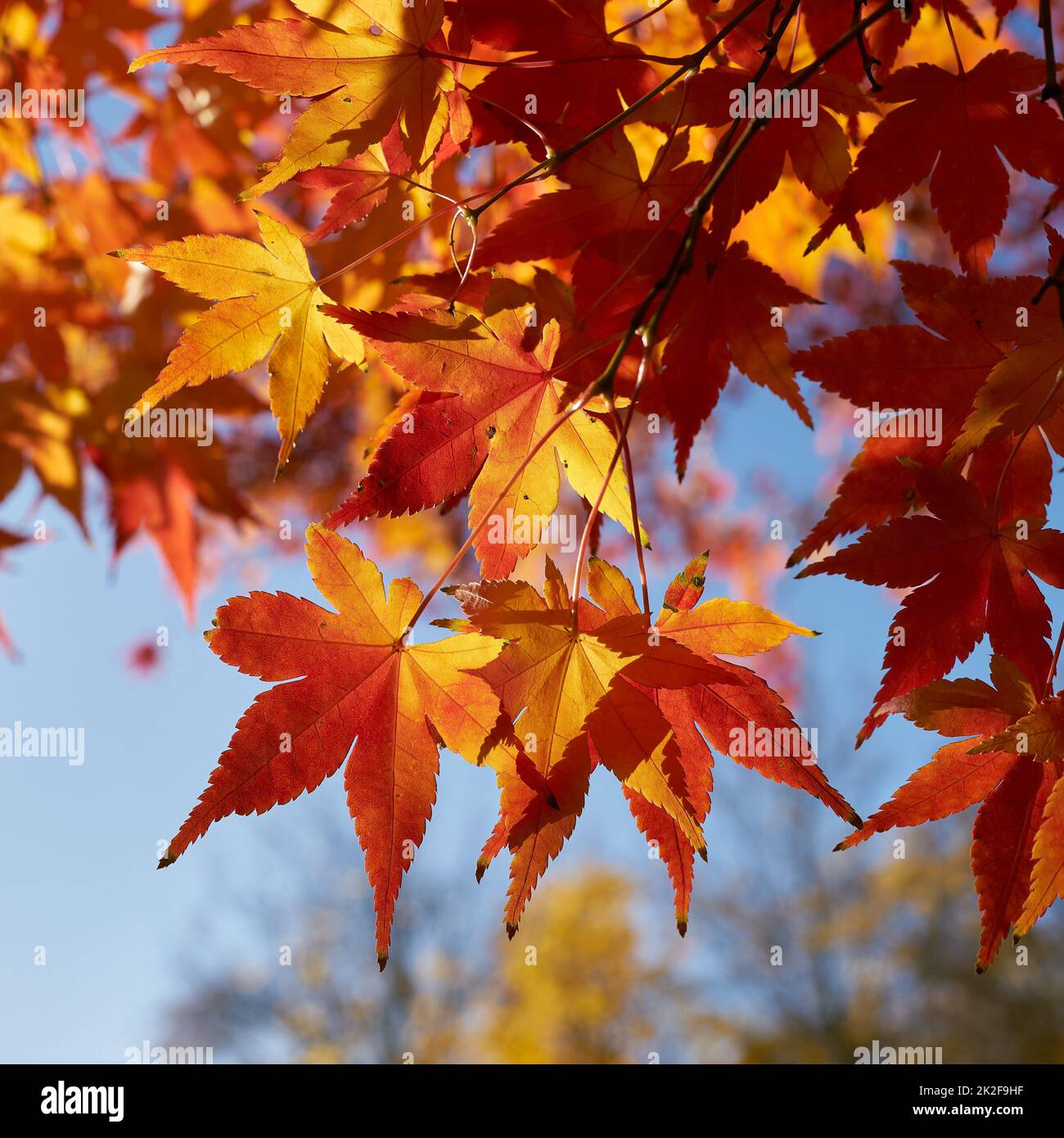 Japanese maple, Acer Palmatum with bright coloration in a park in autumn Stock Photo - Alamy