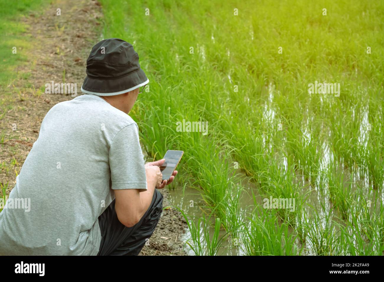 Male agriculturist using smart phone to check and monitoring quality of ...