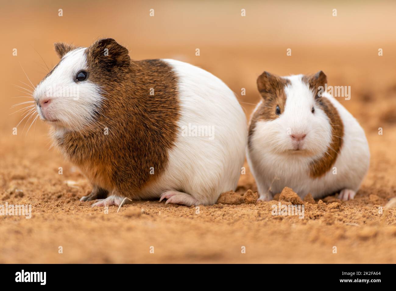 Two cute guinea pigs Stock Photo - Alamy