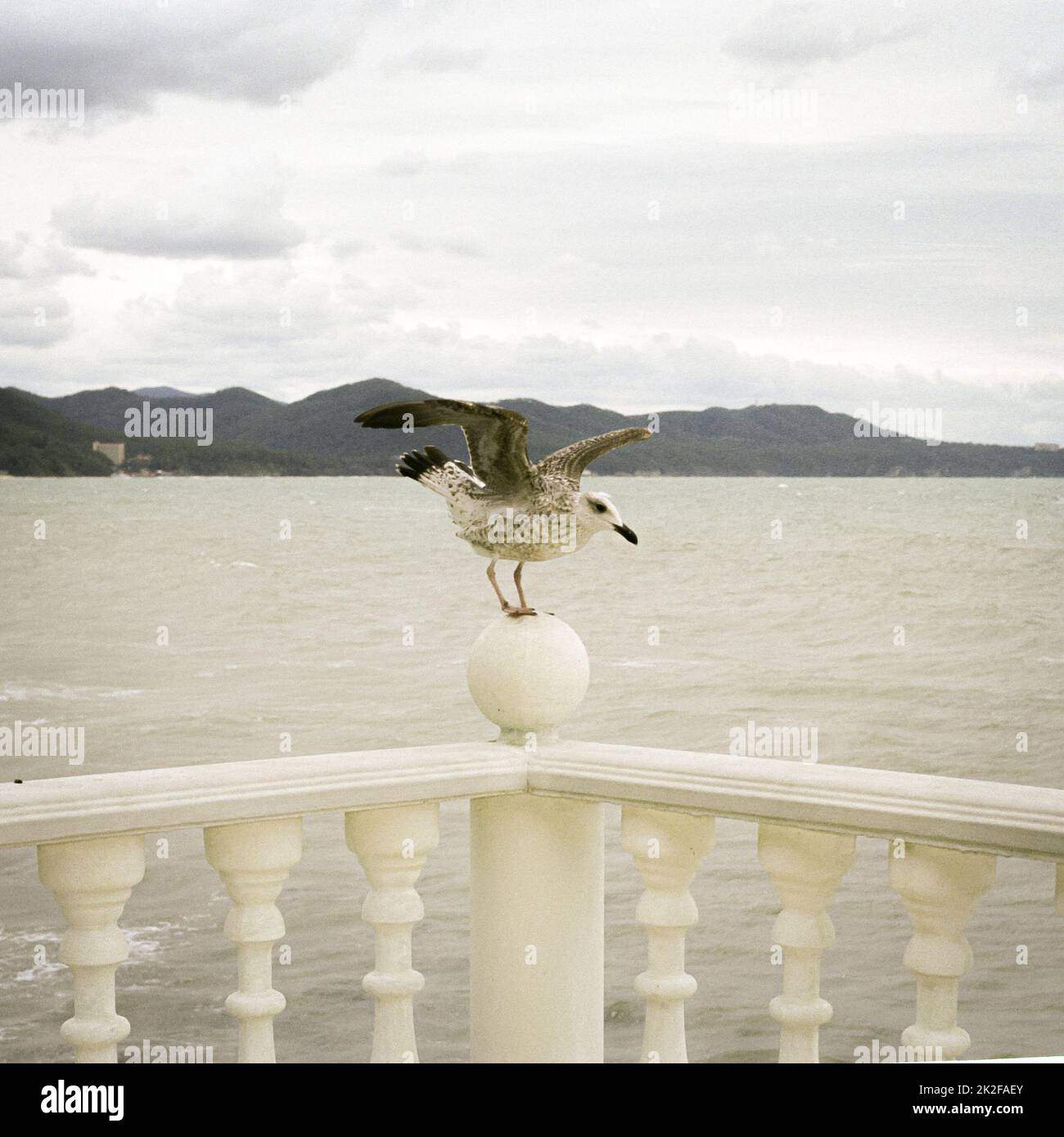 The portrait of sea gull on the sea background Stock Photo - Alamy
