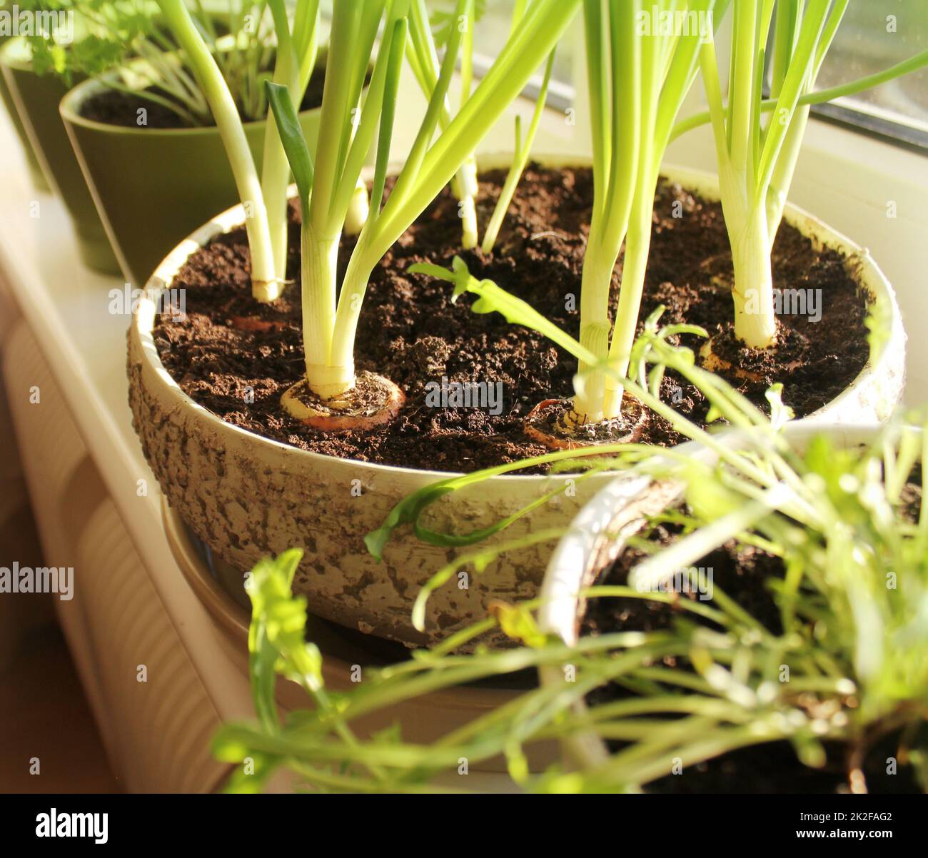 Indoor pot growing hi-res stock photography and images - Alamy