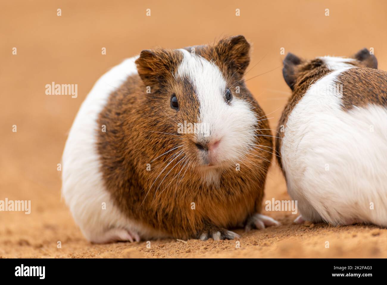 Two cute guinea pigs Stock Photo - Alamy