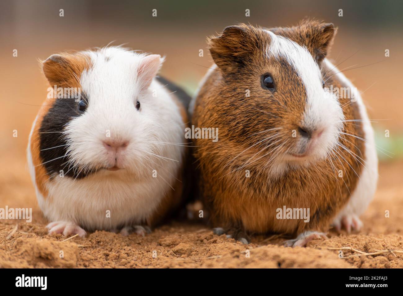 Fat guinea pig hi-res stock photography and images - Alamy