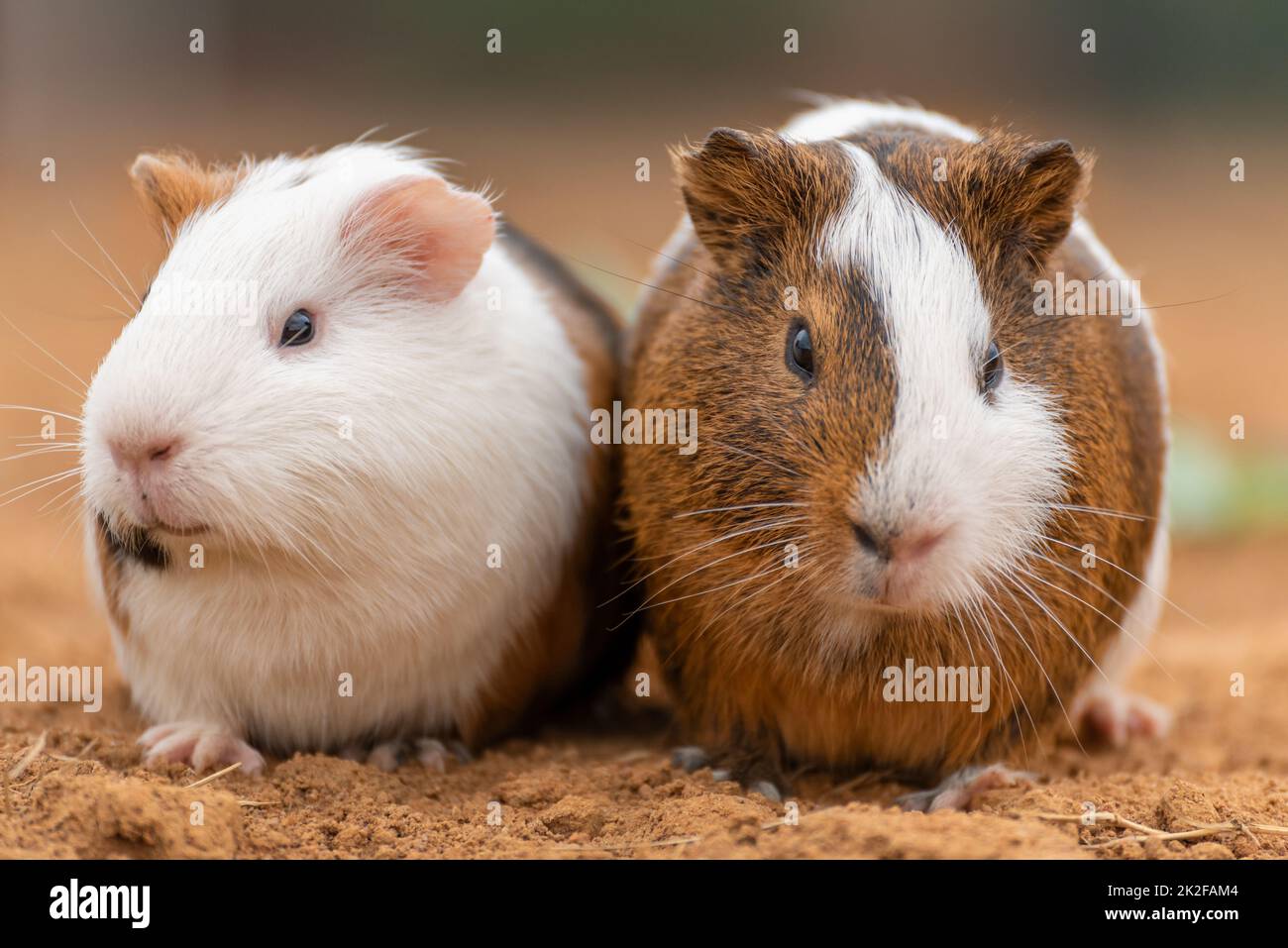 Two cute guinea pigs Stock Photo - Alamy
