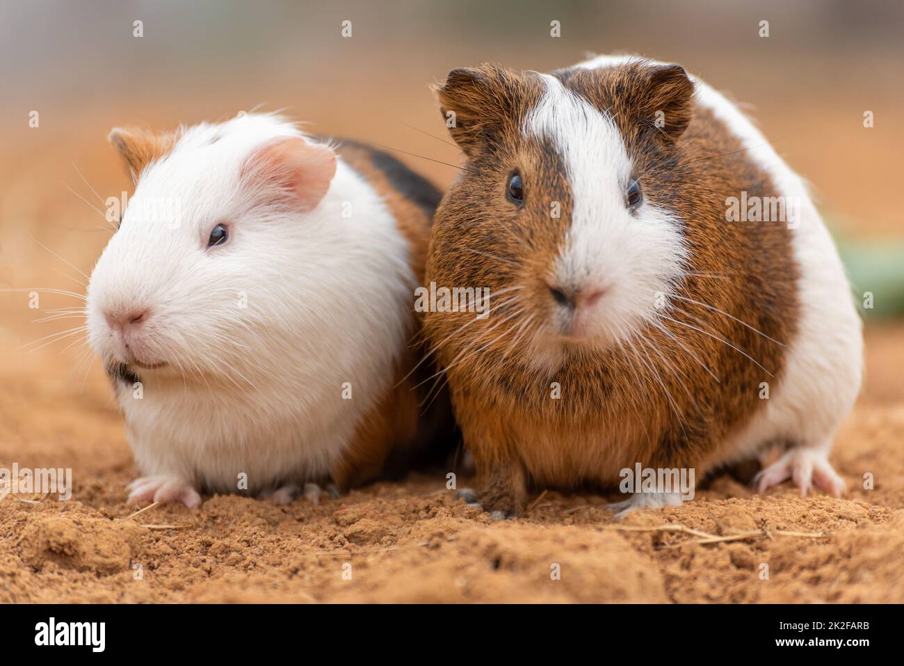 Two cute guinea pigs Stock Photo - Alamy