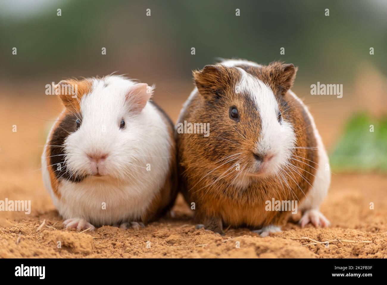 Two cute guinea pigs Stock Photo - Alamy