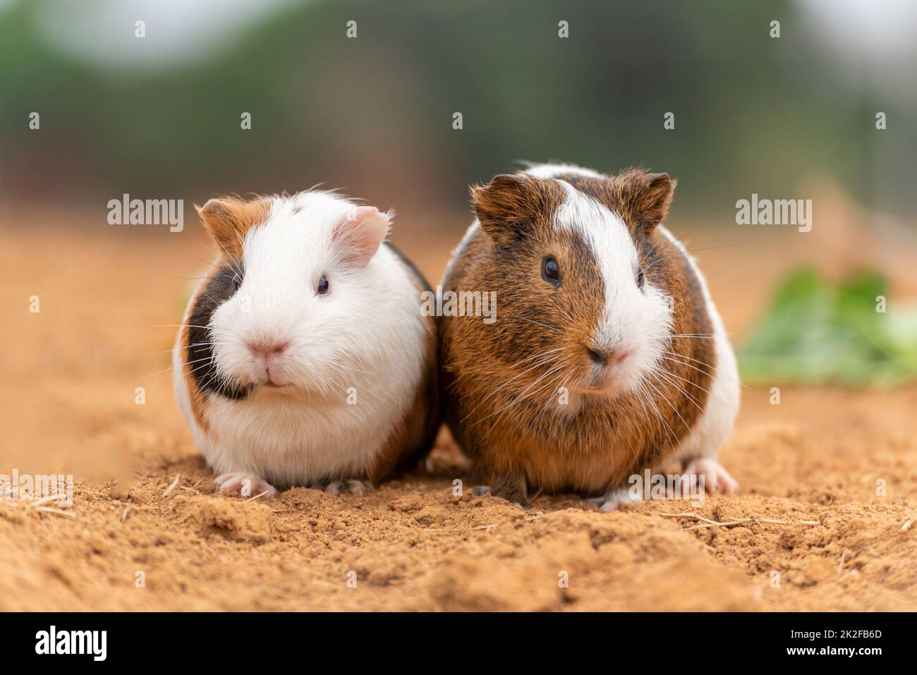 Two cute guinea pigs Stock Photo - Alamy