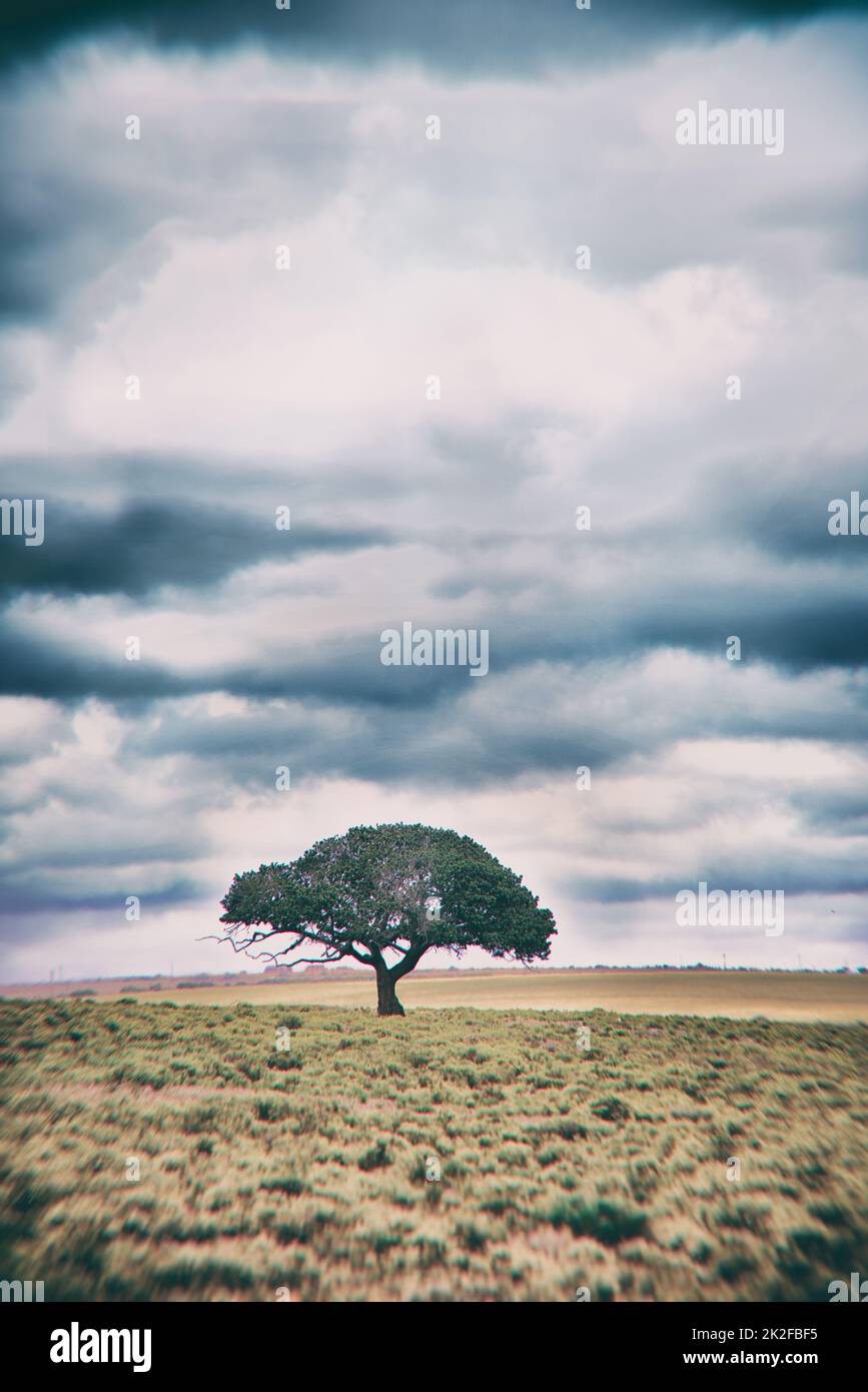 Tree of life. A tree standing on a remote African landscape - copyspace ...