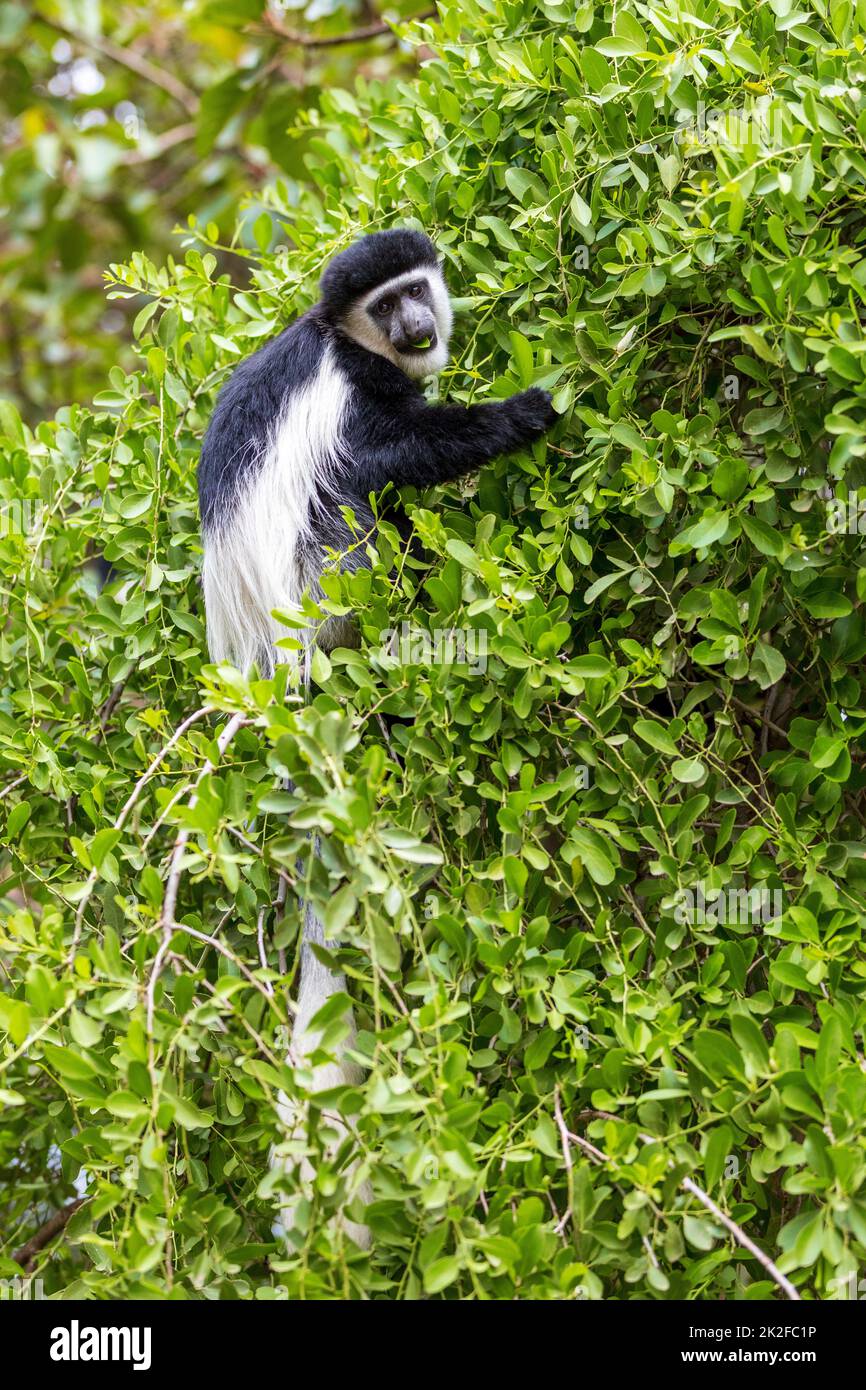 Monkey Colobus guereza, Ethiopia, Africa wildlife Stock Photo - Alamy
