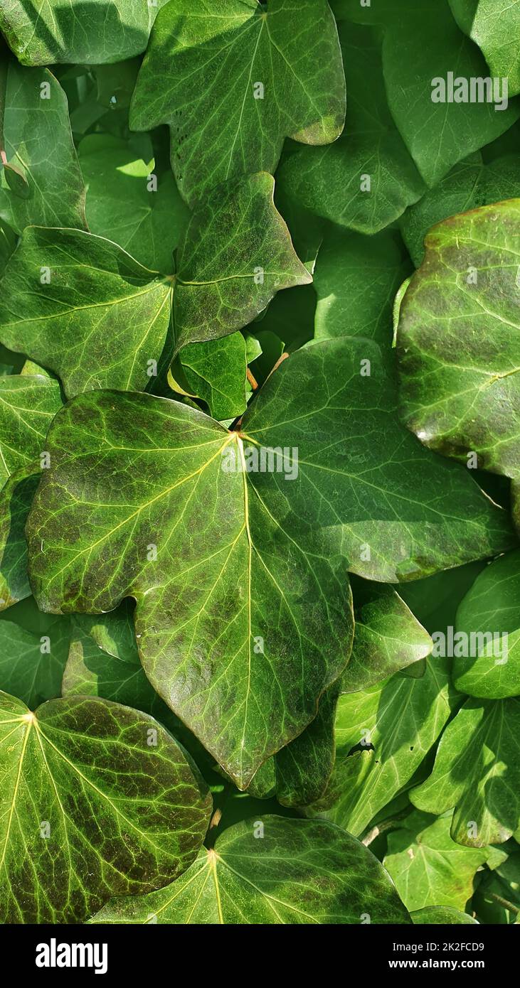 Green Leaves Texture Background Stock Photo - Alamy