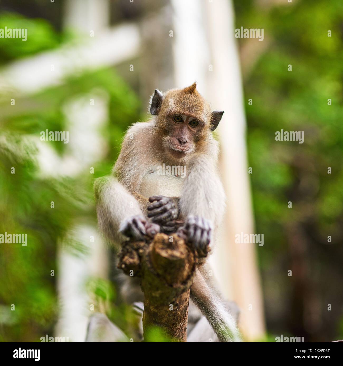 Monkey sitting hi-res stock photography and images - Alamy