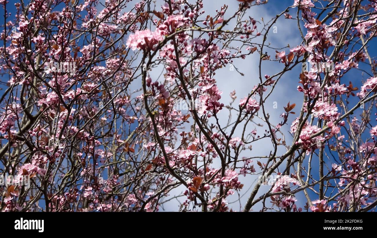 Beautiful cherry and plum trees in blossom during springtime with ...