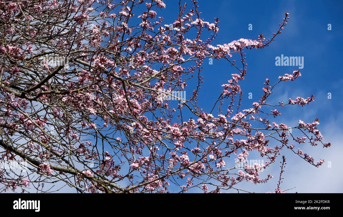 Beautiful cherry and plum trees in blossom during springtime with ...