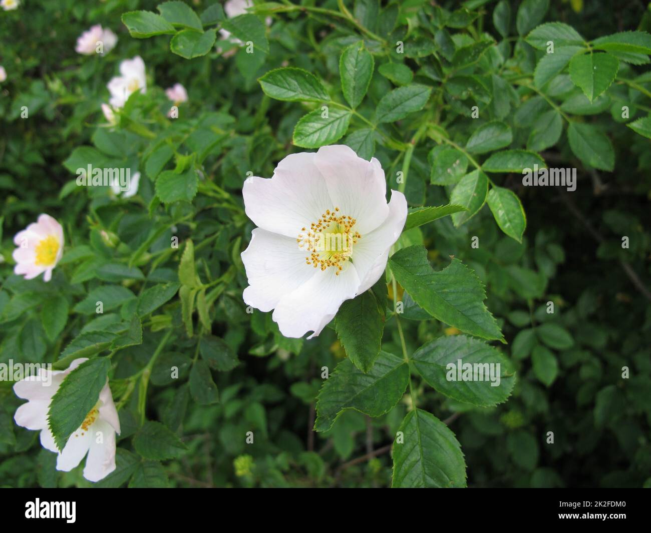 Bright pink flowering dog rose, Rosa canina Stock Photo - Alamy