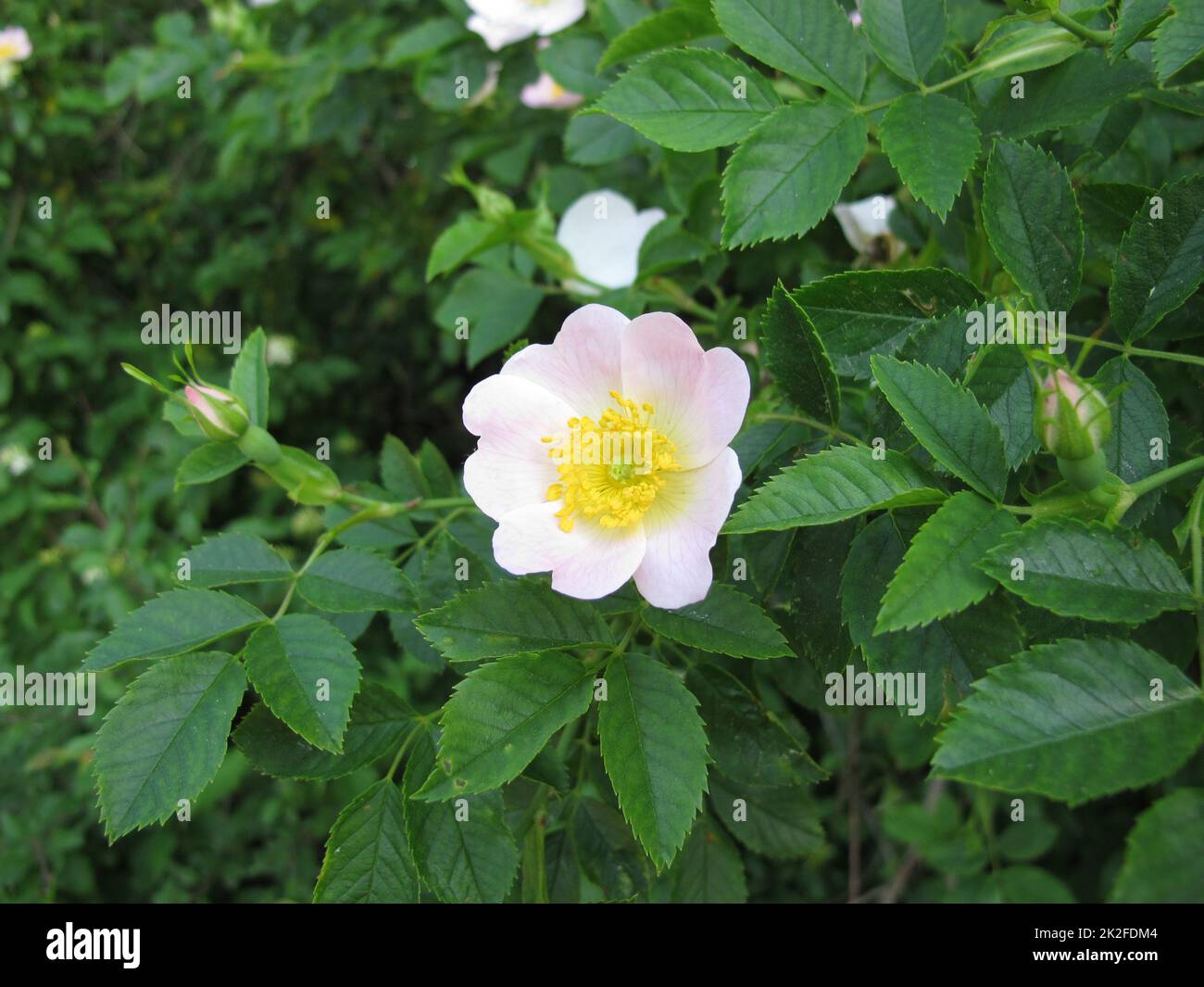 Bright pink flowering dog rose, Rosa canina Stock Photo - Alamy