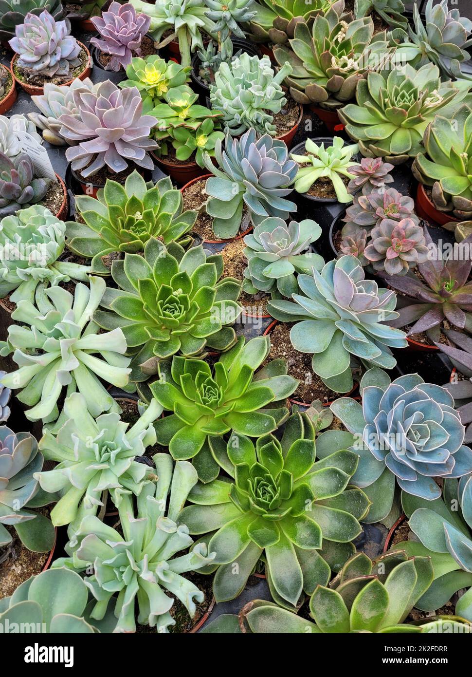 Chicks of hens hi-res stock photography and images - Alamy