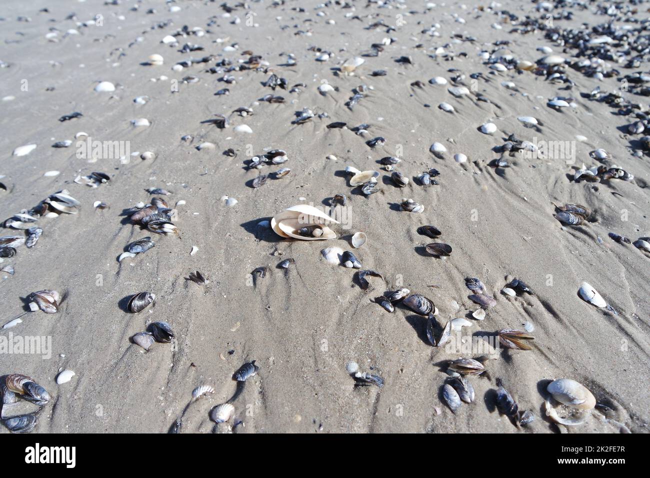 Shells on the beach Stock Photo - Alamy