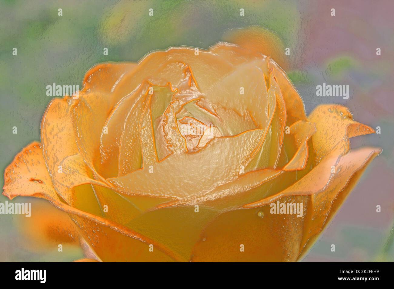 Yellow rose flower Stock Photo - Alamy