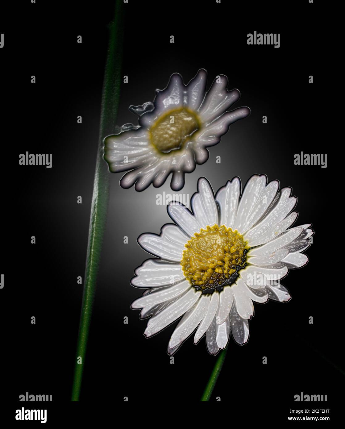 Daisy flowers black and white hi-res stock photography and images - Alamy