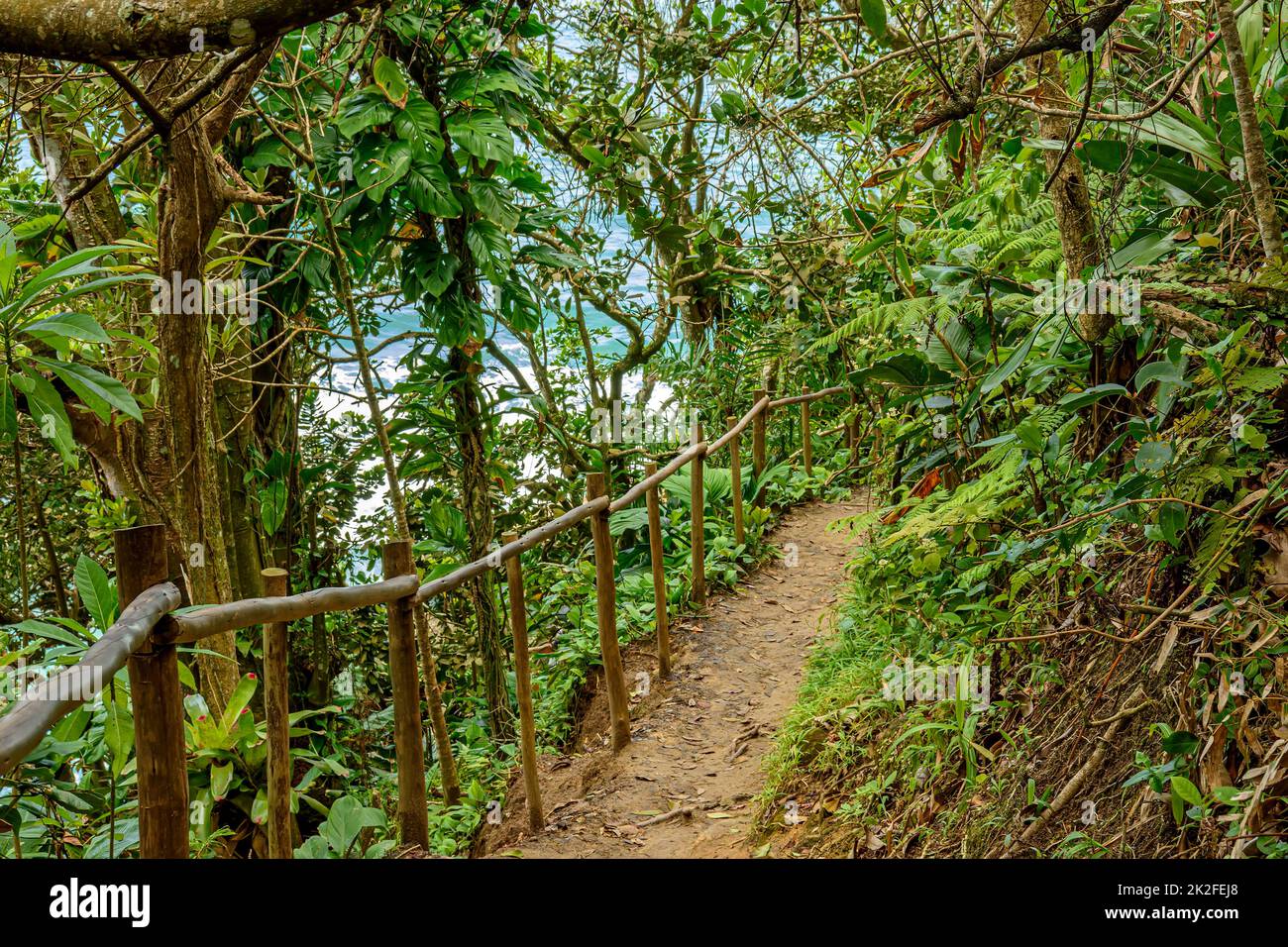 Rainforest trek through forest hi-res stock photography and images - Alamy