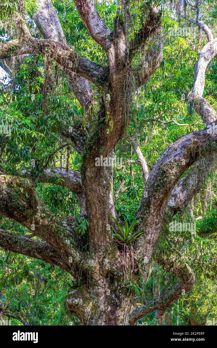 Tree trunk with many parasites in the rainforest Stock Photo - Alamy