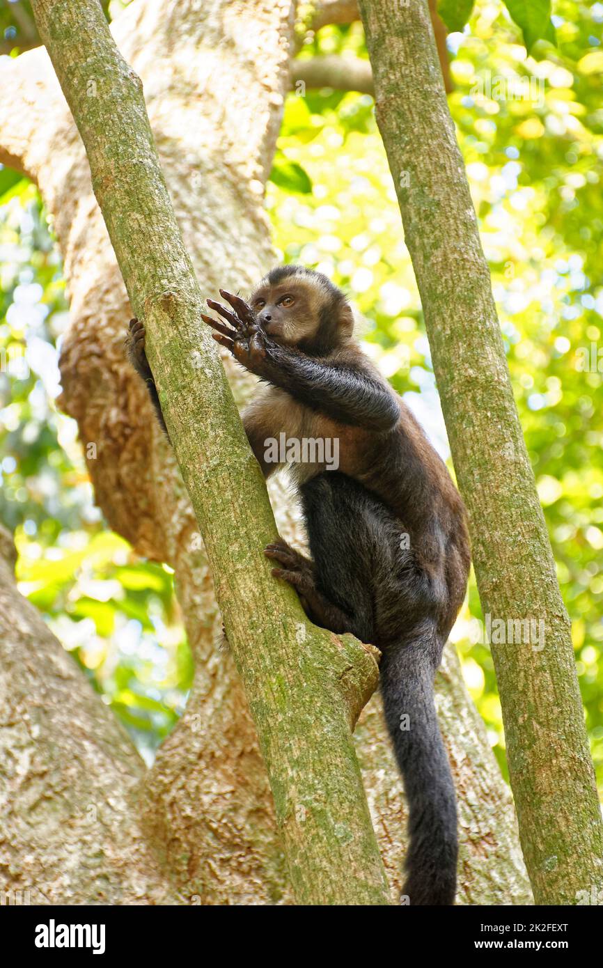 Black monkey hi-res stock photography and images - Alamy