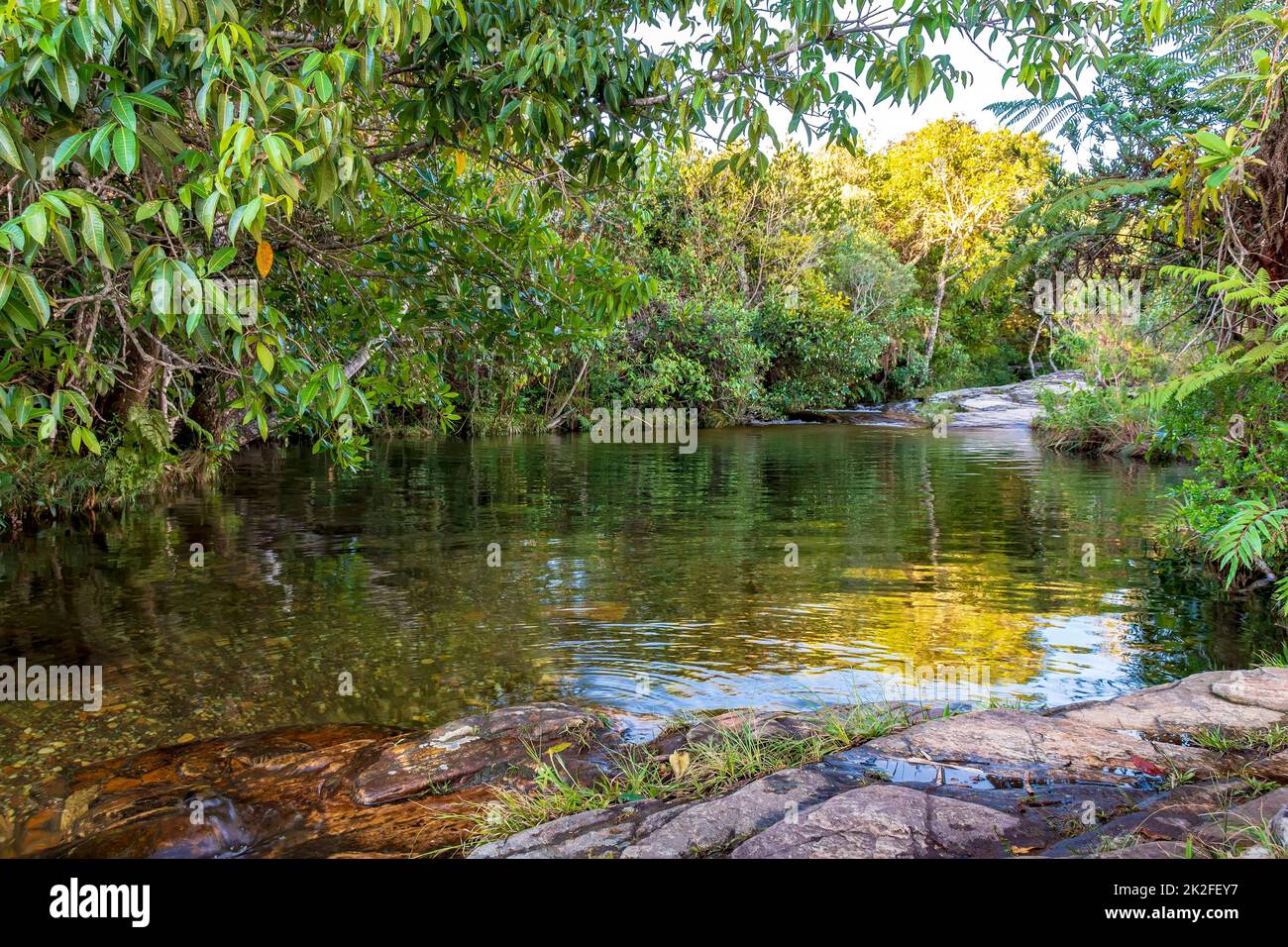 Small lake and stream with clear water in forest Stock Photo - Alamy