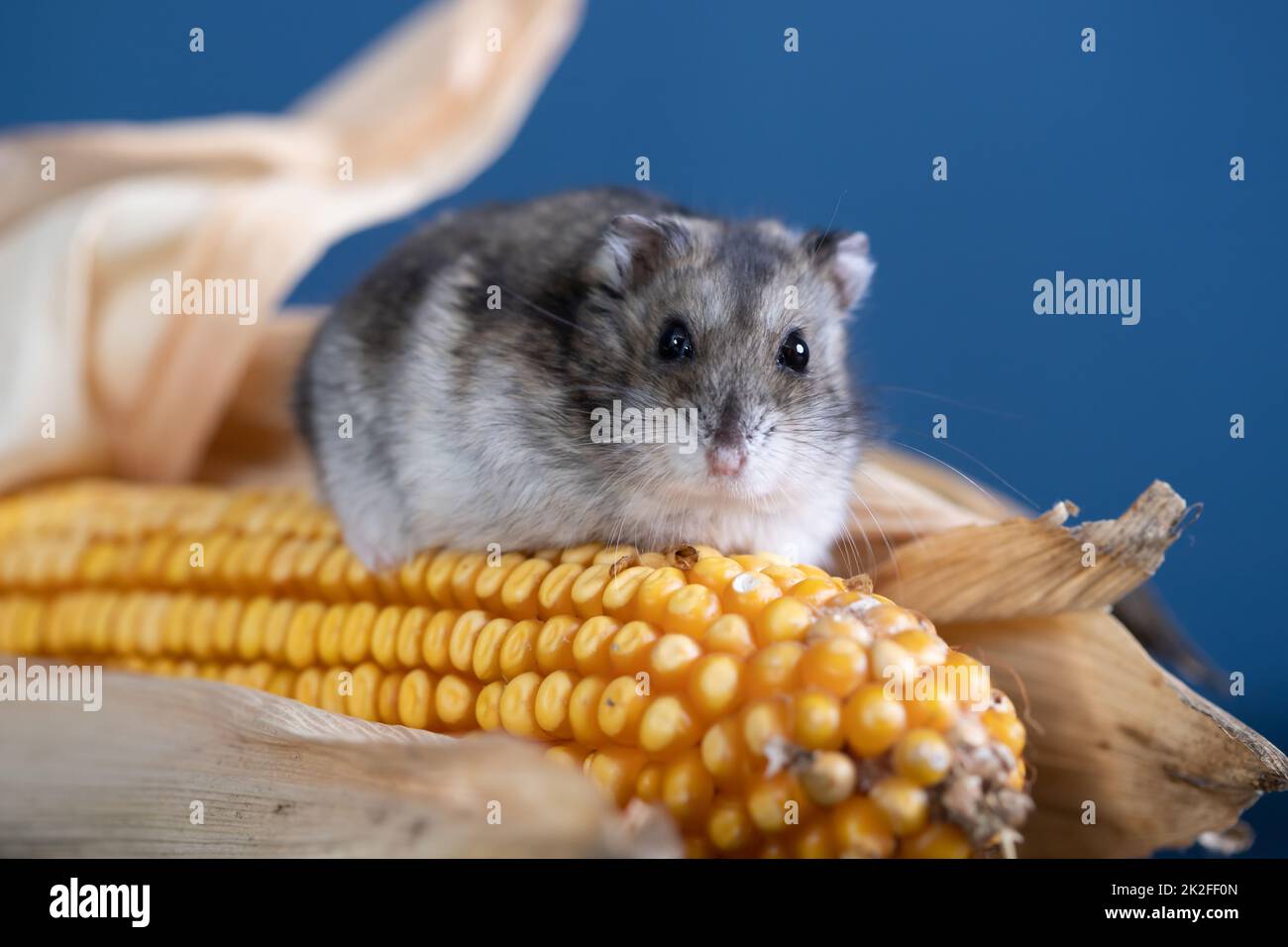 Cute corn hi-res stock photography and images - Alamy