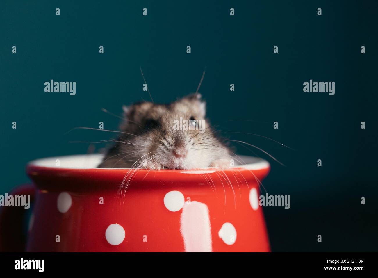 Cute pet hamster in a red cup Stock Photo - Alamy