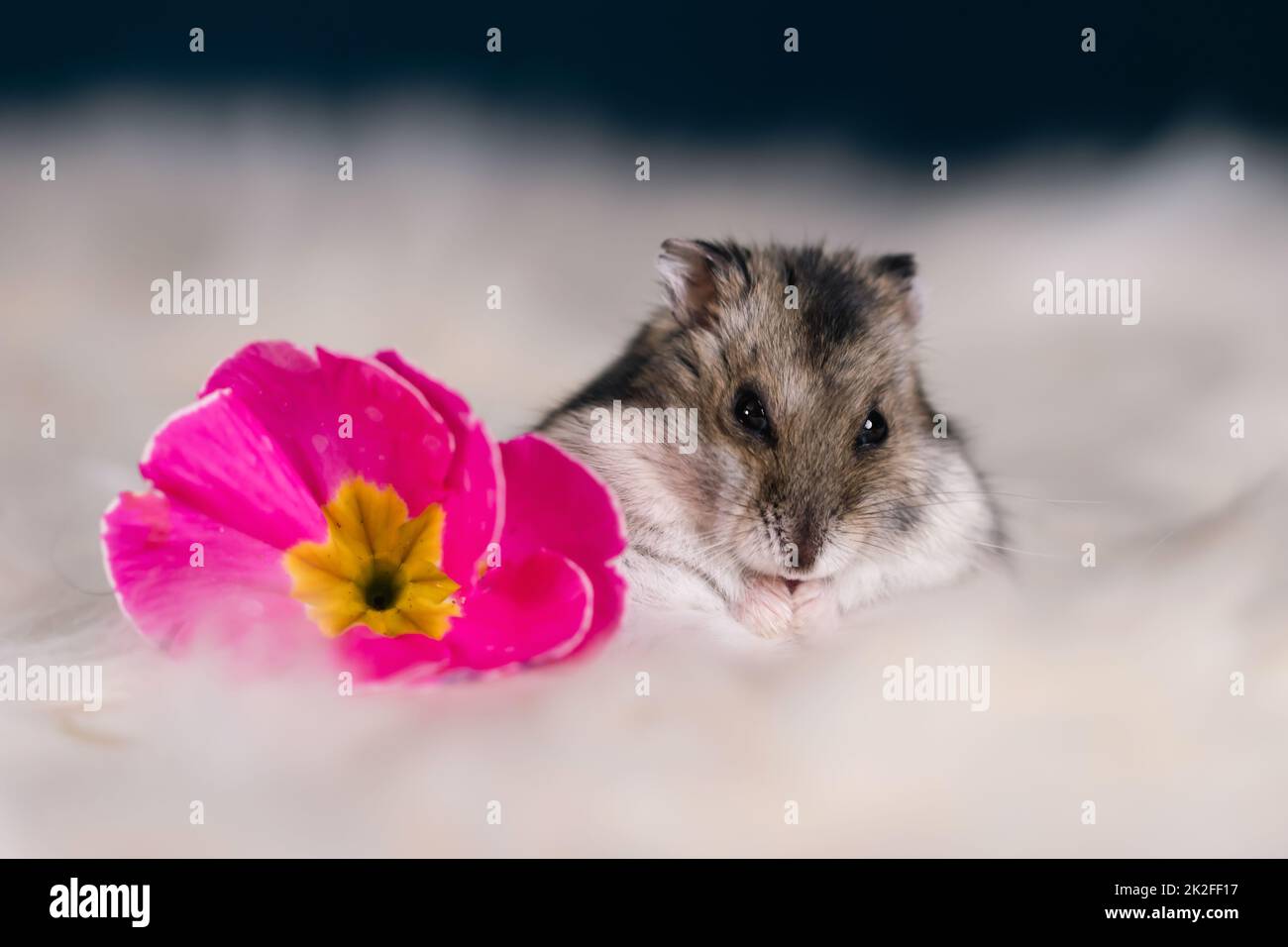 Studio photo of cute hamster with flowers Stock Photo - Alamy
