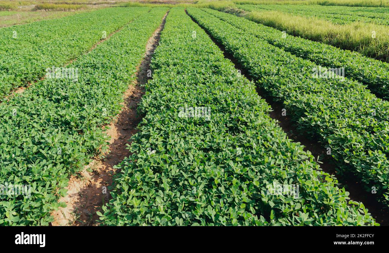 Organic peanuts farm with solar cell. Agricultural field on which grow ...