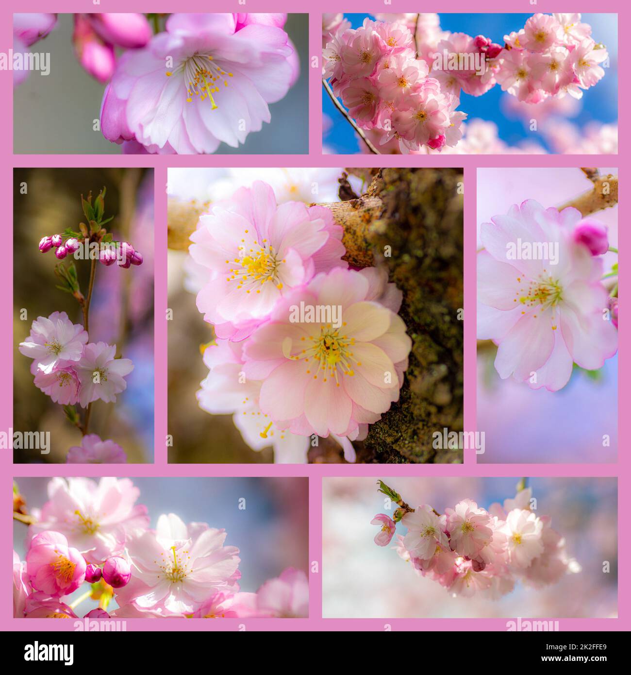 Collage of Photography of Pink and white cherry blossom of the Japanese ...