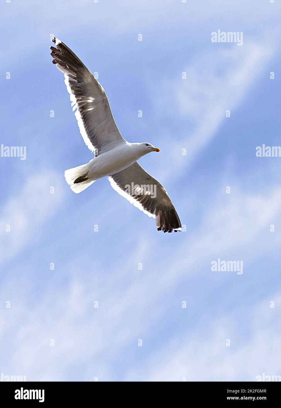 A photo of a beautiful sea gull Stock Photo - Alamy