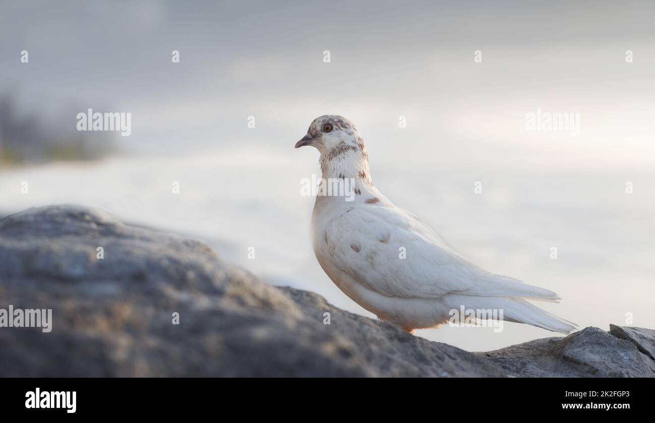 A photo of White dove - in natual surroundings Stock Photo - Alamy