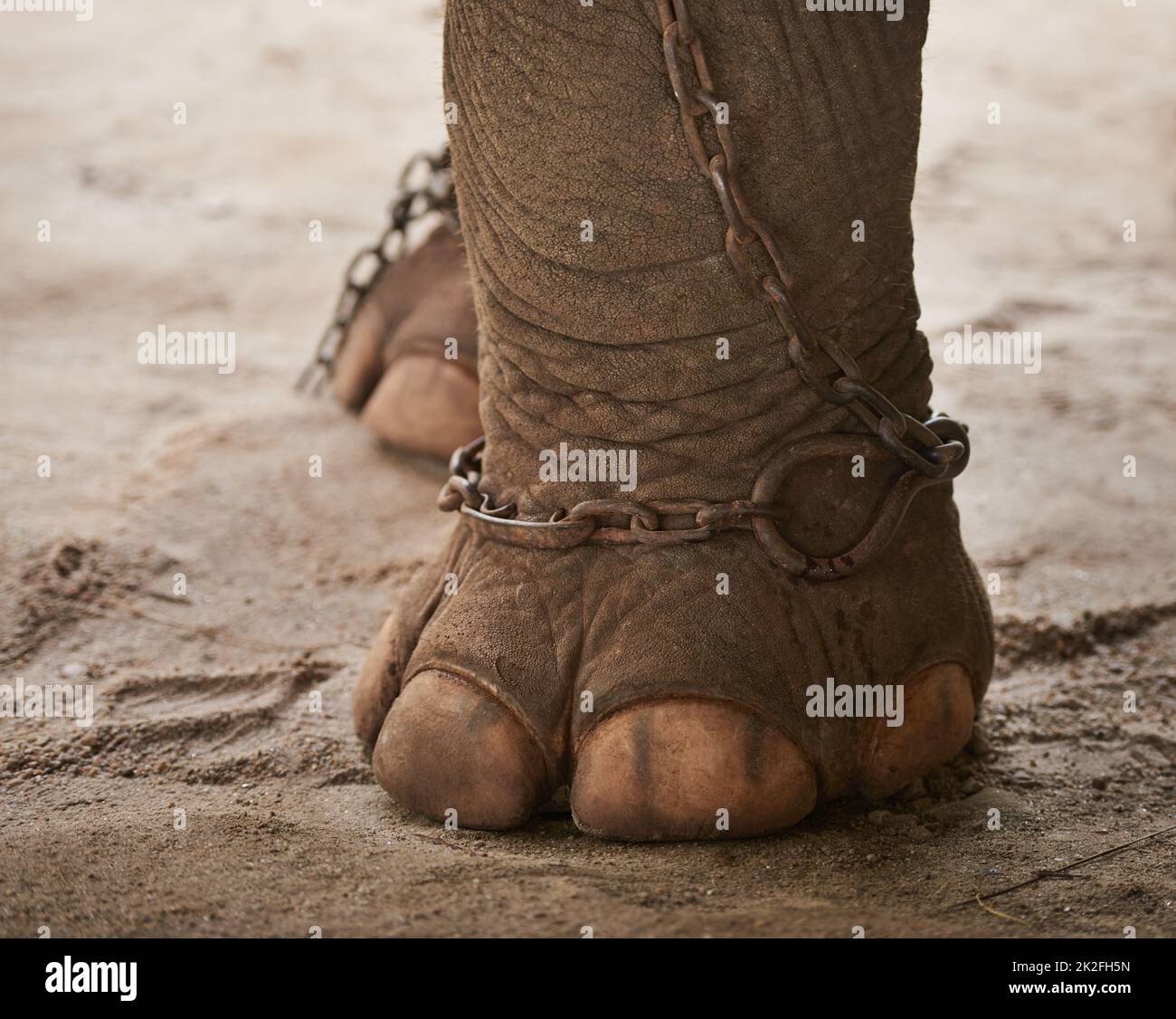 Elephant feet nobody hi-res stock photography and images - Alamy