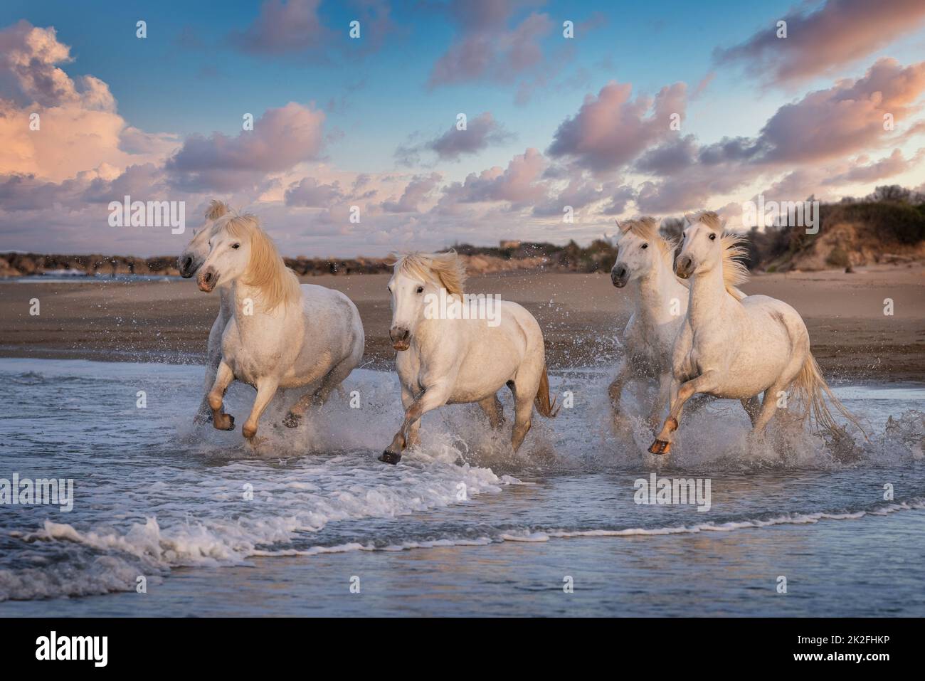 White horses in Camargue, France Stock Photo - Alamy