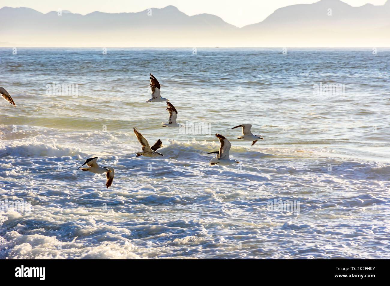 Seagull flying at dawn over the ocean surface Stock Photo - Alamy
