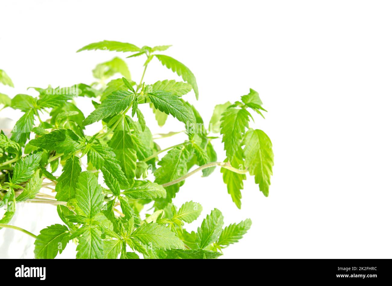 Young industrial hemp plants, Cannabis ruderalis, from above Stock ...