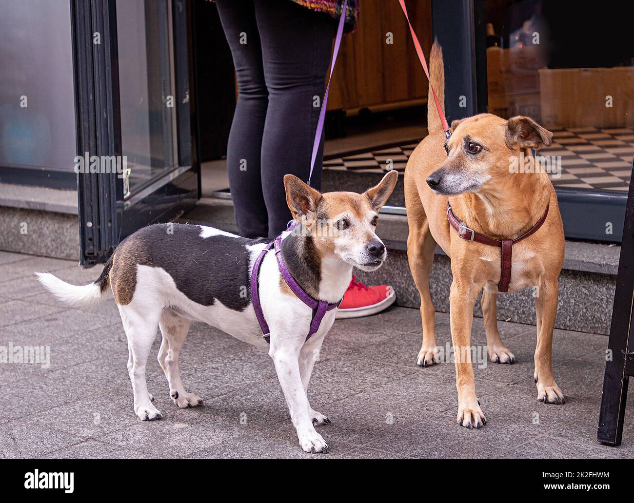 Pet dogs in city street Stock Photo - Alamy