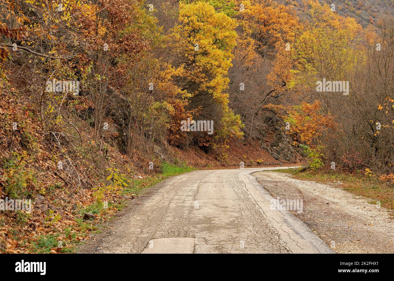 Path inside forest Stock Photo - Alamy