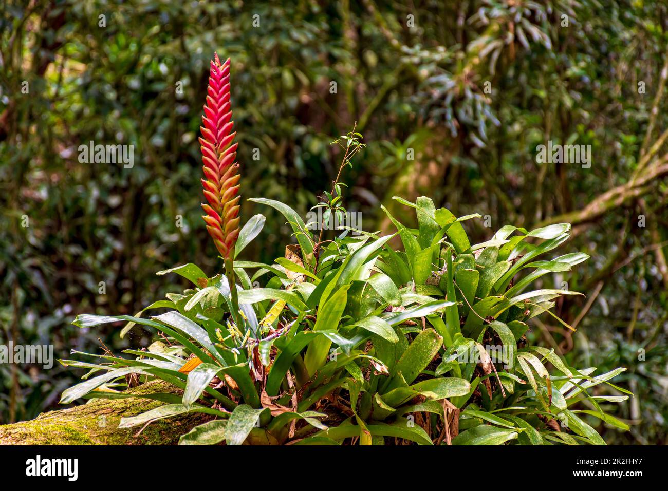 Bromeliad tree trunk with flower from Brazilian rainforest Stock Photo ...