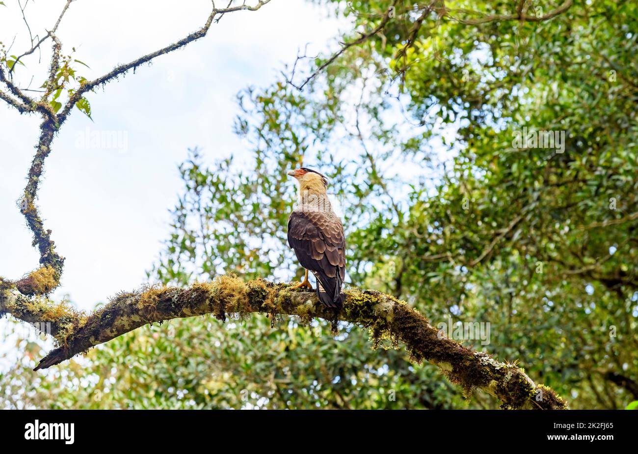 Carcara, a predatory bird common in Brazil and South America Stock ...