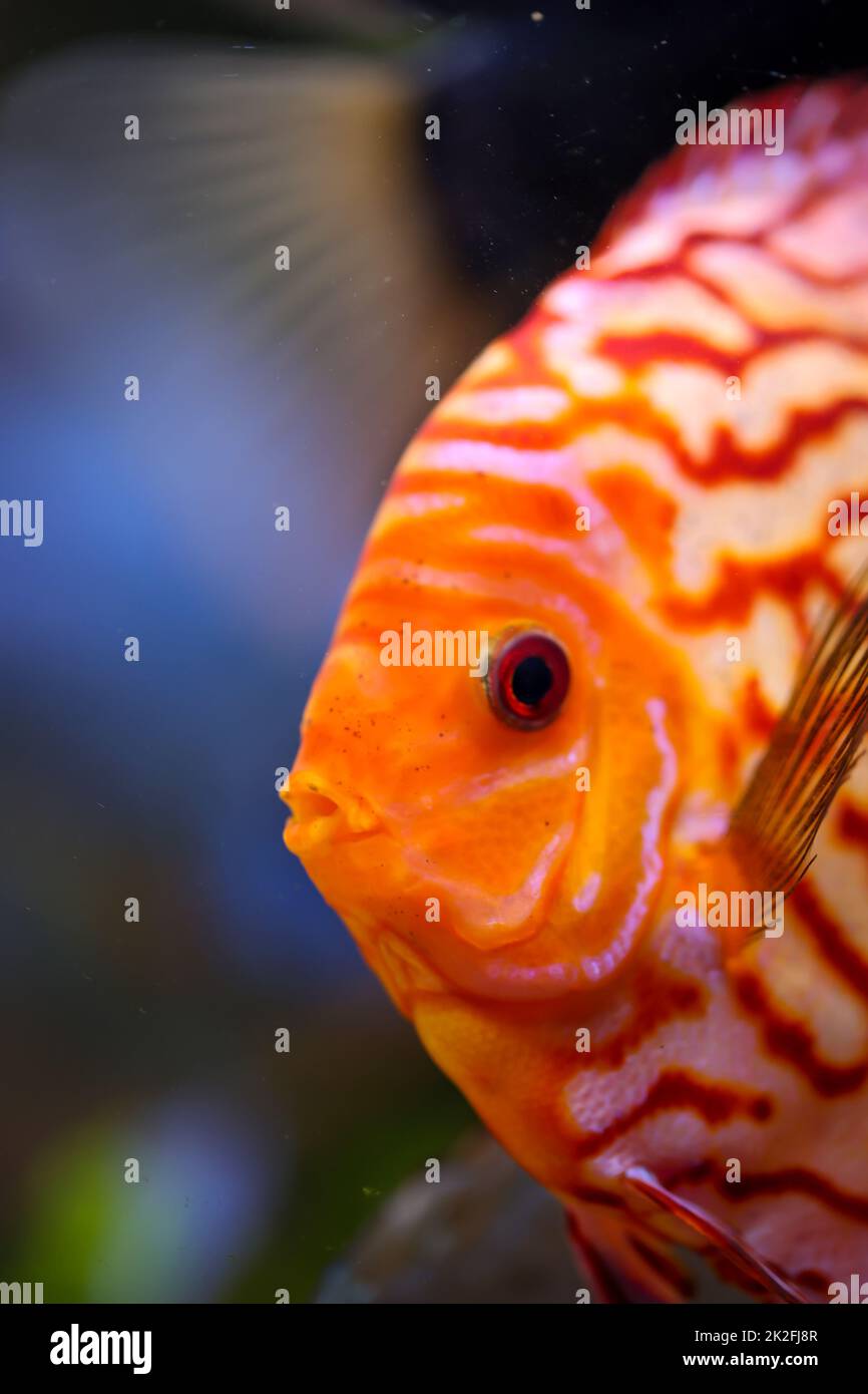 Portrait of a beautiful colored discus discus cichlid in a blackwater ...