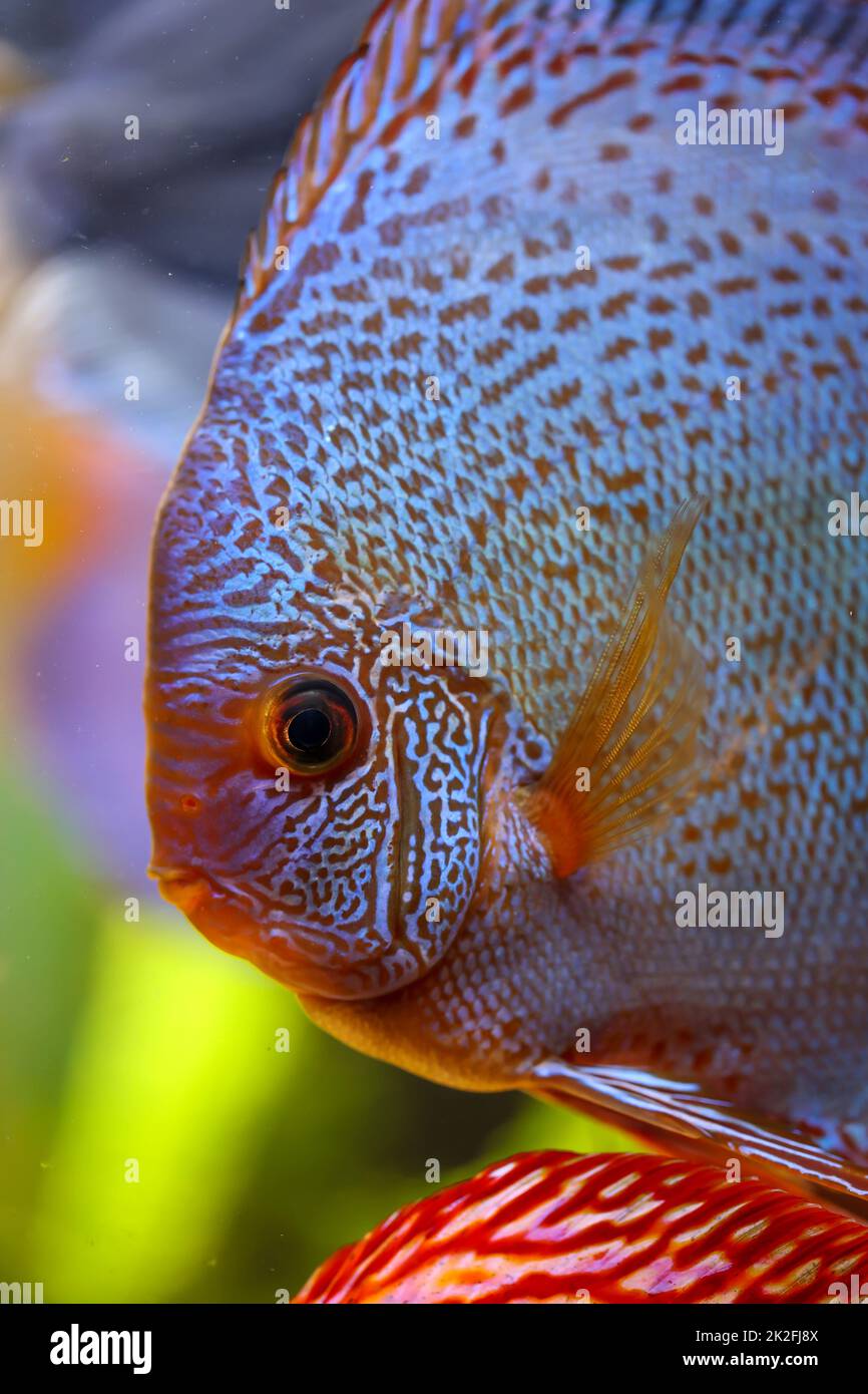 Portrait of a beautiful colored discus discus cichlid in a blackwater ...