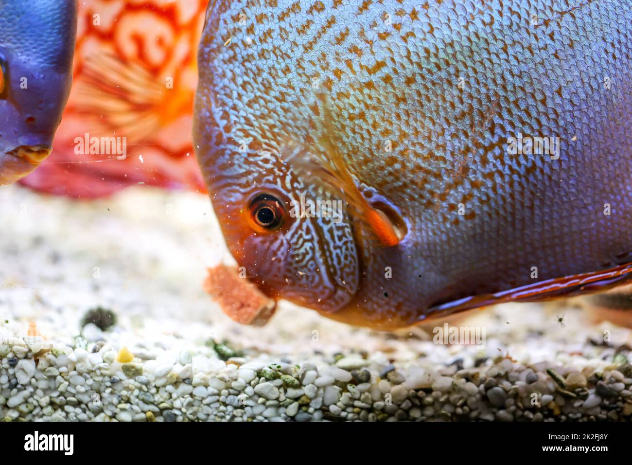 Portrait of a beautiful colored discus discus cichlid in a blackwater ...