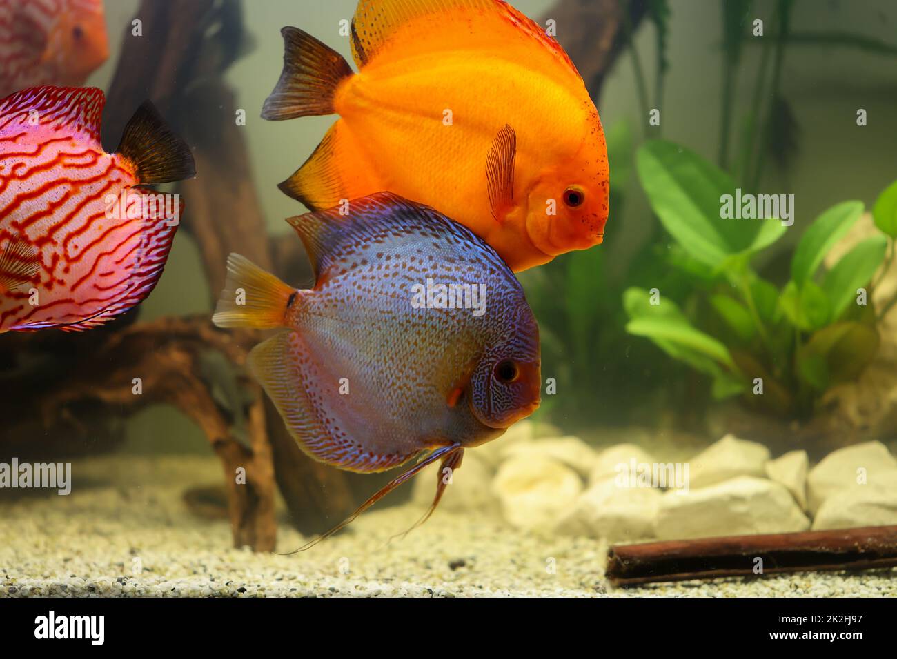 Portrait of a beautiful colored discus discus cichlid in a blackwater ...