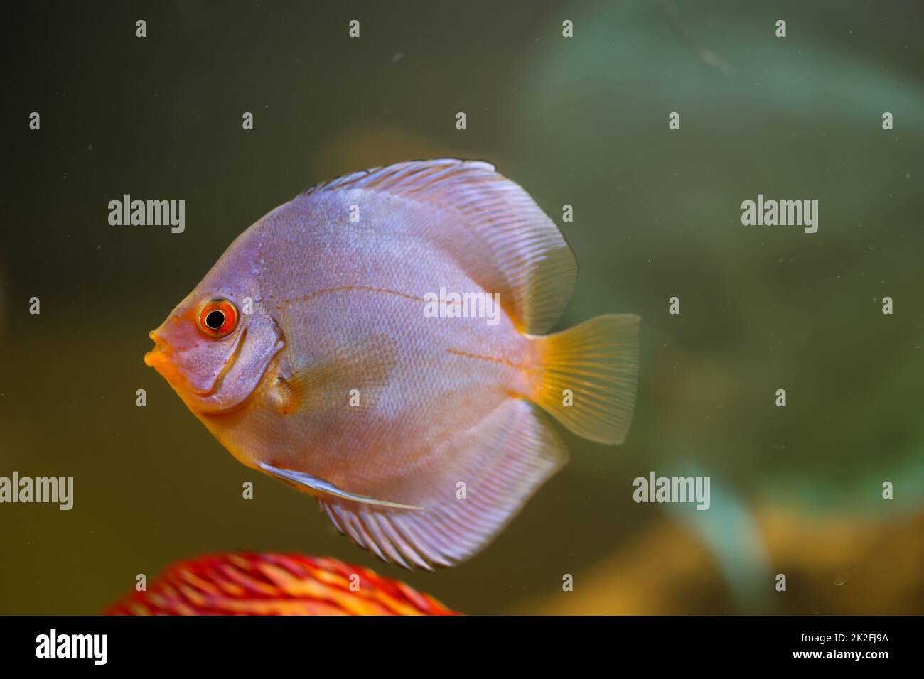 Portrait of a beautiful colored discus discus cichlid in a blackwater ...