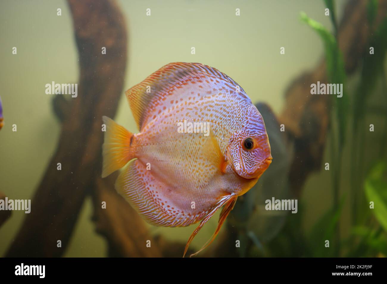 Portrait of a beautiful colored discus discus cichlid in a blackwater ...